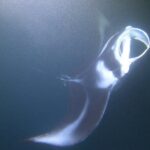 Manta Ray Night Snorkel at Kona, Big Island - The Experience in Detail