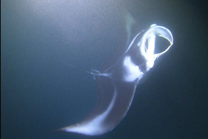 Manta Ray Night Snorkel at Kona, Big Island - The Experience in Detail