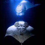 Manta Ray Night Snorkel Experience of a Lifetime - An Introduction to the Experience