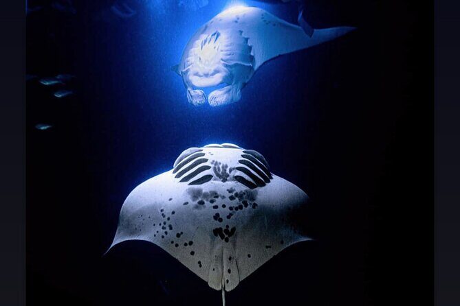Manta Ray Night Snorkel Experience of a Lifetime - An Introduction to the Experience