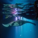 Manta Ray Night Snorkel Tour from Kona - Why This Tour Offers Great Value