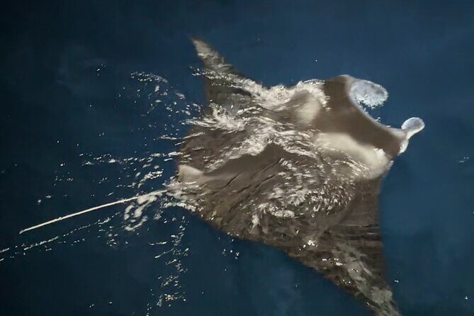 Manta Ray Night Snorkeling Adventure in Kailua-Kona - Why This Tour Works for Travelers