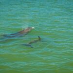 Marco Island Dolphin Sightseeing Tour - What to Expect from the Tour