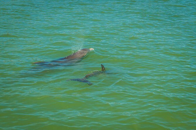 Marco Island Dolphin Sightseeing Tour - What to Expect from the Tour
