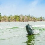 Marco Island: Dolphin-Watching Boat Tour - Final Thoughts on Value and Experience