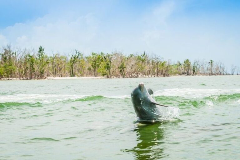 Marco Island: Dolphin-Watching Boat Tour - Final Thoughts on Value and Experience