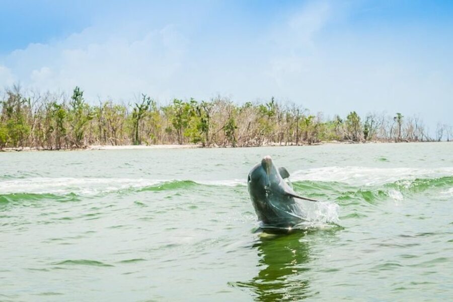 Marco Island: Dolphin-Watching Boat Tour - Final Thoughts on Value and Experience