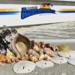 Marco Island Wildlife Sightseeing and Shelling Tour - The Value and Practicalities