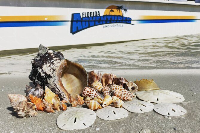 Marco Island Wildlife Sightseeing and Shelling Tour - The Value and Practicalities