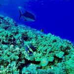 Marine Biologist Guided Snorkel Tour from Shore at Turtle Town - The Practicalities