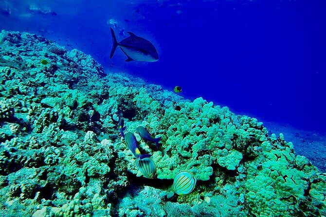 Marine Biologist Guided Snorkel Tour from Shore at Turtle Town - The Practicalities