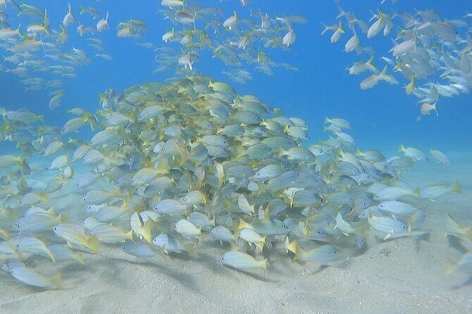Marine Ecology Snorkel from Electric Beach Oahu with Photos - The Bottom Line: Is It Worth It?