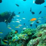 Marmaris: Scuba Diving with a Qualified Instructor - The Itinerary: What to Expect