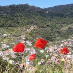 Maroços - Mimosa Valley - Transportation and Group Size