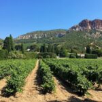Marseille Shore Excursion - Full Day Wine Tour in Provence - Exploring the Towns and Free Time