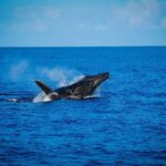 Maui: Alii Nui Whale Watch & Catamaran Sail - What to Expect on the Tour