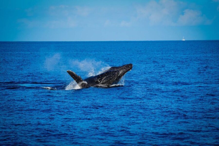Maui: Alii Nui Whale Watch & Catamaran Sail - What to Expect on the Tour