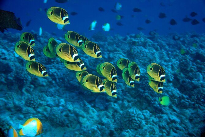 Maui Beach Shoreline Snorkel - What You Can Expect on the Tour