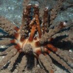Maui Certified Shore Diving from Lahaina - Why This Tour Might Be Your Best Choice in Maui