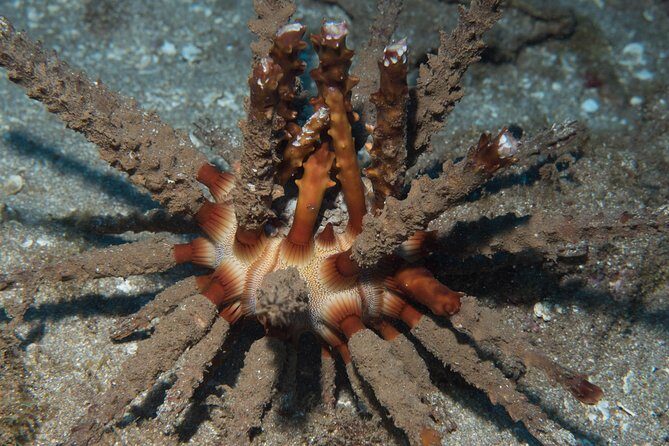 Maui Certified Shore Diving from Lahaina - Why This Tour Might Be Your Best Choice in Maui