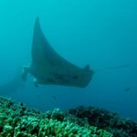 Maui: Eco-Friendly Conservation Scuba Dive Certified Divers - FAQs