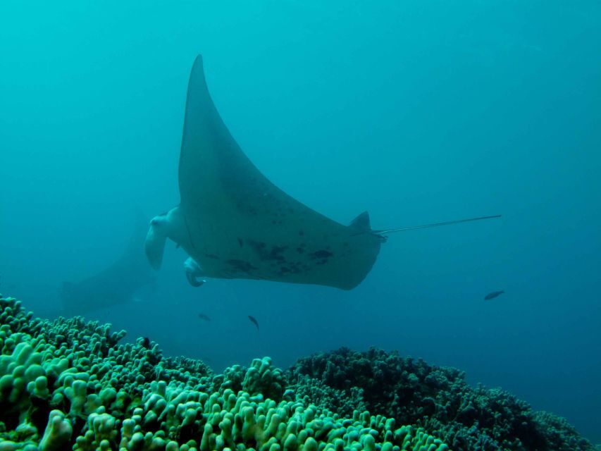 Maui: Eco-Friendly Conservation Scuba Dive Certified Divers - FAQs