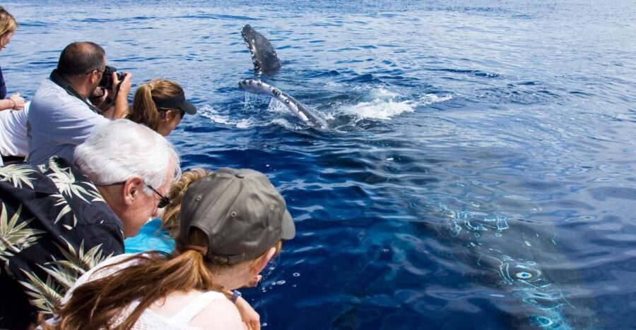 Maui: Eco-Friendly Whale Watching Tour from Ma'alaea Harbor - The Itinerary in Detail