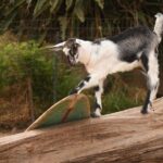 Maui Farm Distillery and local craft experience Full-Day Tour - Transport & Group Size