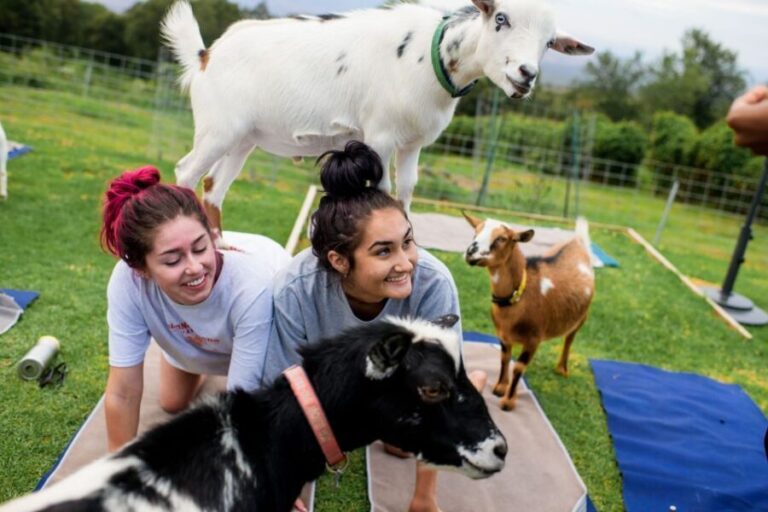 Maui Goat Yoga with Miniature Goats - The Setting: Maui’s Breath-Taking Coastline