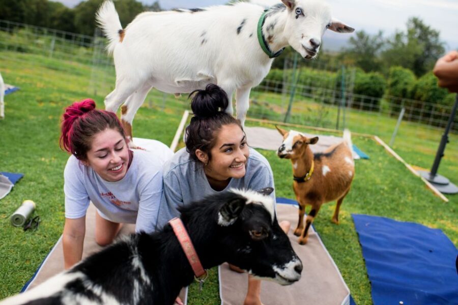 Maui Goat Yoga with Miniature Goats - The Setting: Maui’s Breath-Taking Coastline