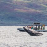 Maui: Guided Whale Watching Tour on Eco Raft - What to Expect: From Check-In to Return