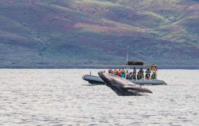 Maui: Guided Whale Watching Tour on Eco Raft - What to Expect: From Check-In to Return