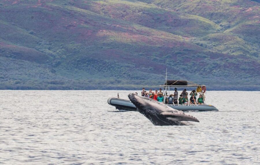 Maui: Guided Whale Watching Tour on Eco Raft - What to Expect: From Check-In to Return