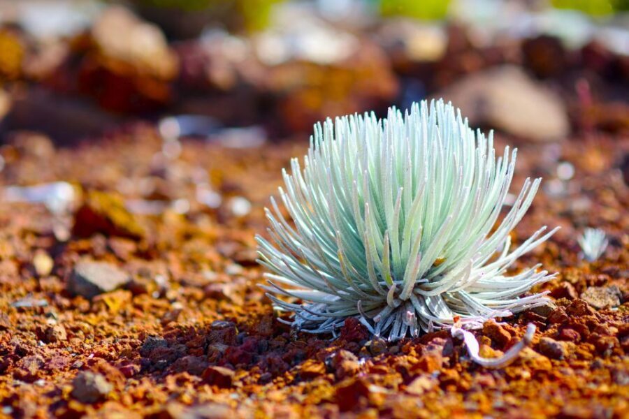 Maui: Haleakala Guided Bike Tour - Price and Value