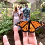 Maui: Interactive Butterfly Farm Entrance Ticket - The Overall Experience: Strengths and Considerations