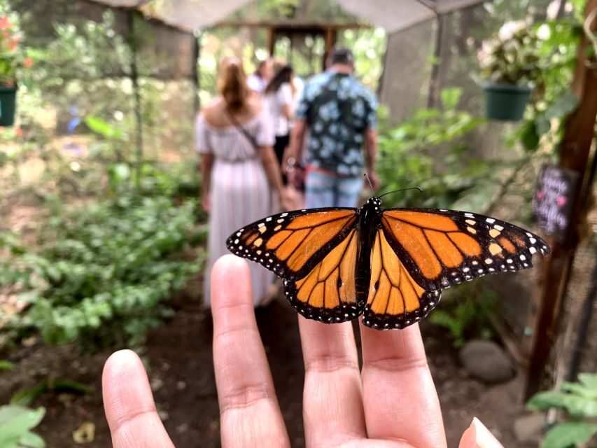Maui: Interactive Butterfly Farm Entrance Ticket - The Overall Experience: Strengths and Considerations