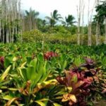 Maui Island Private Day Tour - Key Points