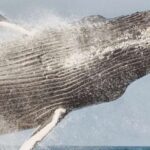 Maui: Midday Sail with the Whales Malaea Harbor - The Journey — Relaxed and Authentic