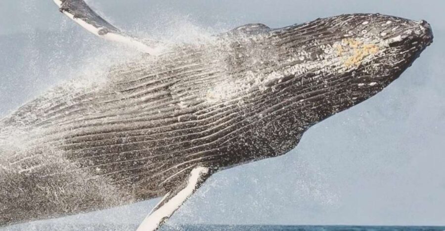 Maui: Midday Sail with the Whales Malaea Harbor - The Journey — Relaxed and Authentic