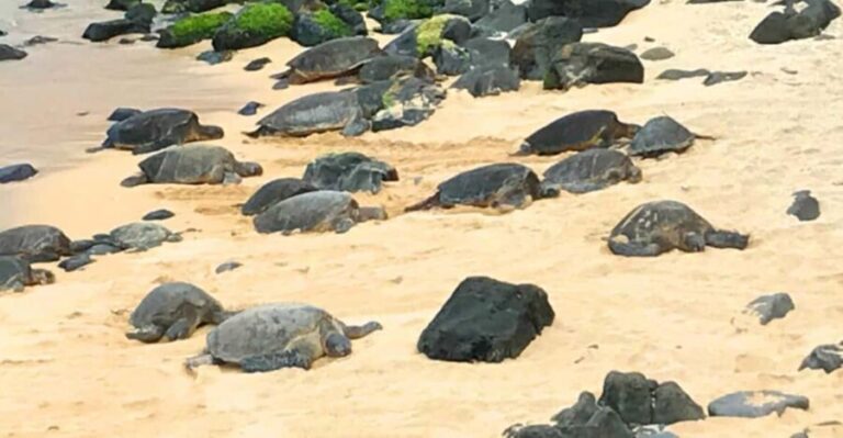 Maui: Private Halfway to Hana Tour - What to Expect from Your Maui Private Halfway to Hana Tour