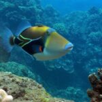 Maui Snorkel & Slide - What Past Guests Say