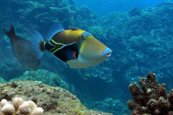 Maui Snorkel & Slide - What Past Guests Say