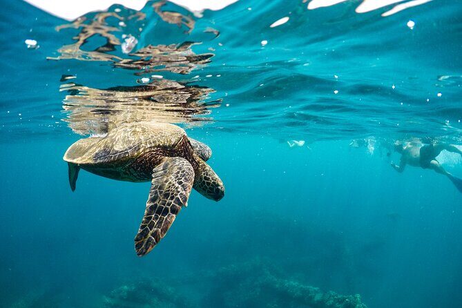 Maui to Lanai Semi-Private Eco Raft Snorkel & Dolphin Tour - Detailed Breakdown of the Experience