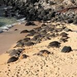 Maui Tour : Road to Hana Day Trip from Kahului Lunch, Water, Chip - Who Will Love This Tour?