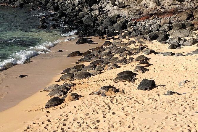 Maui Tour : Road to Hana Day Trip from Kahului Lunch, Water, Chip - Who Will Love This Tour?