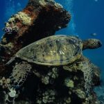 Maui: Turtle Town Sunset Glow Snorkel With Optional Photo - The Itinerary and What to Expect