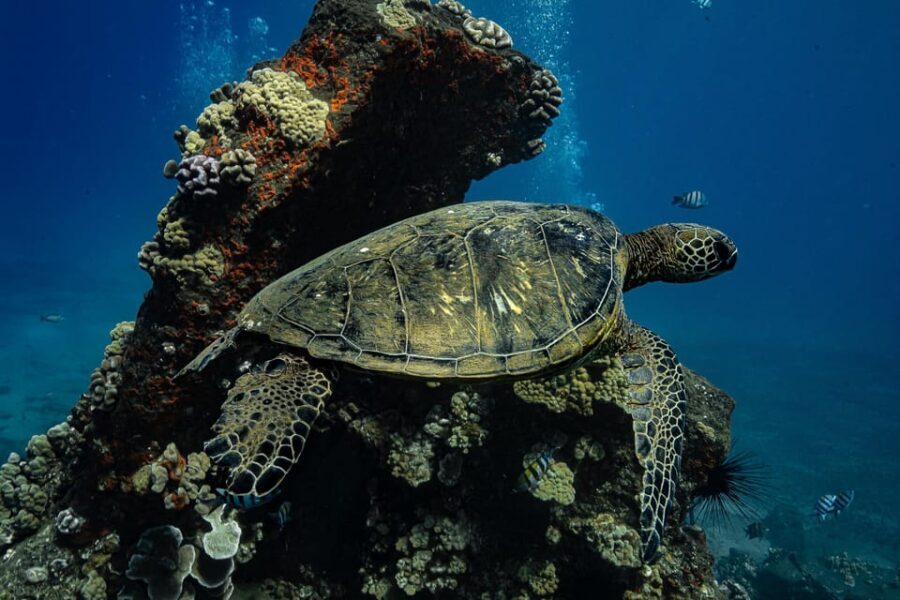 Maui: Turtle Town Sunset Glow Snorkel With Optional Photo - The Itinerary and What to Expect