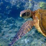 Maui's Only Clear Bottom Kayak Rental (priced per tandem kayak) - Who Should Book This Maui Kayak Experience?