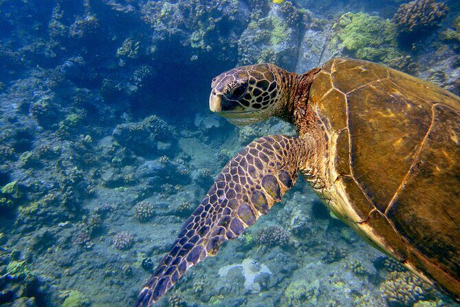 Maui's Only Clear Bottom Kayak Rental (priced per tandem kayak) - Who Should Book This Maui Kayak Experience?