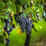 Médoc Region Half-Day Wine Tour with Winery Visit & Tastings from Bordeaux - A Closer Look at the Experience